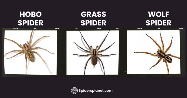 Grass Spider: Appearance, Habitat, Lifecycle, Preventive Measures