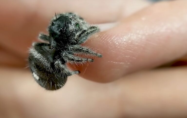 Knowing Your Jumping Spider Pet: A Comprehensive Guide
