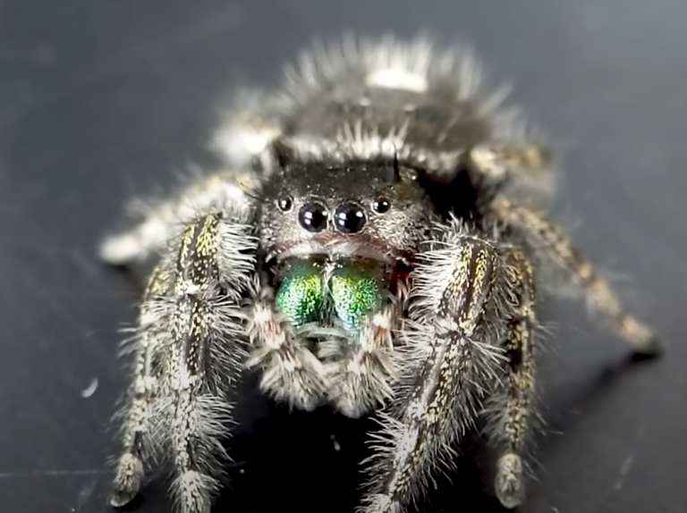 Knowing Your Jumping Spider Pet: A Comprehensive Guide