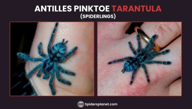 Antilles Pinktoe Tarantula: A Caribbean Jewel That Crawls