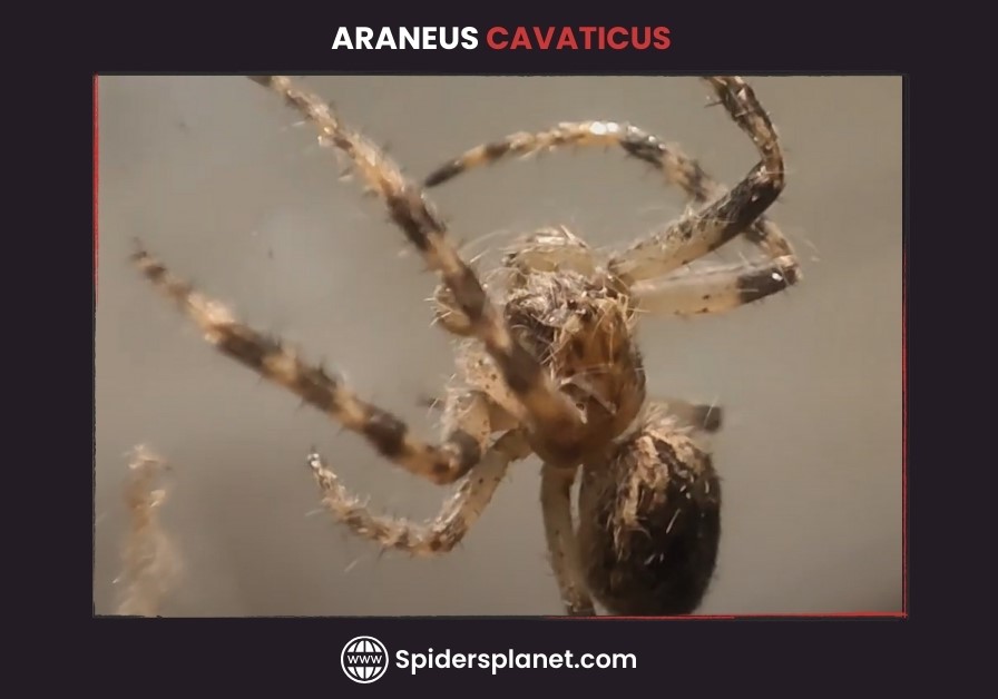 Barn Spider (Araneus Cavaticus): Identifying Secrets & Facts