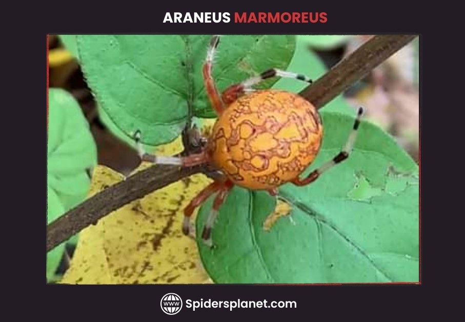 Orange Spiders (Araneus Marmoreus): Behavior, Lifecycle & Facts