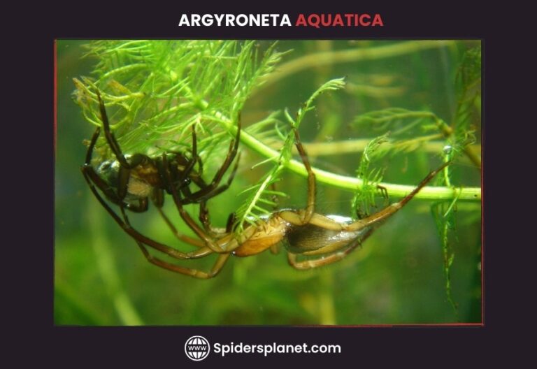 Diving Bell Spider or Water Spider: (Argyroneta Aquatica)