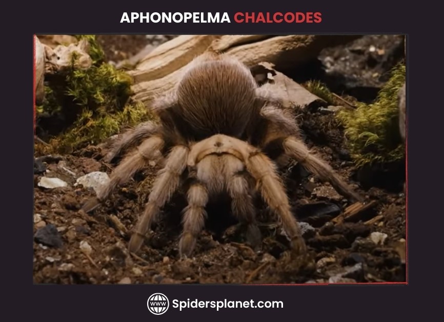 Arizona Blond Tarantula (Aphonopelma chalcodes): Ultimate Guide