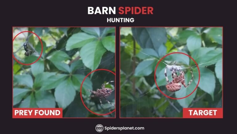 Barn Spider (Araneus Cavaticus): Identifying Secrets & Facts