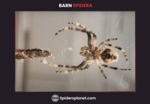 Barn Spider (Araneus Cavaticus): Identifying Secrets & Facts