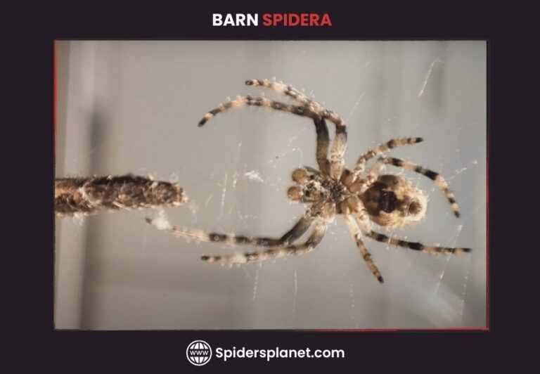 Barn Spider (Araneus Cavaticus): Identifying Secrets & Facts