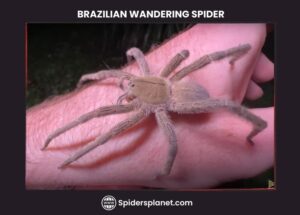 Brazilian Wandering Spider: Care, Food, Habitat & Preventions