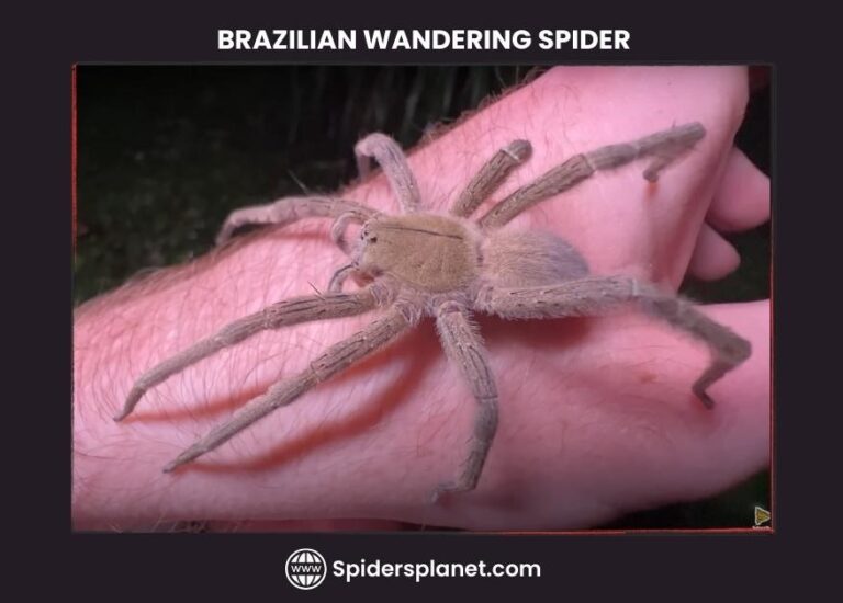 Brazilian Wandering Spider: Care, Food, Habitat & Preventions