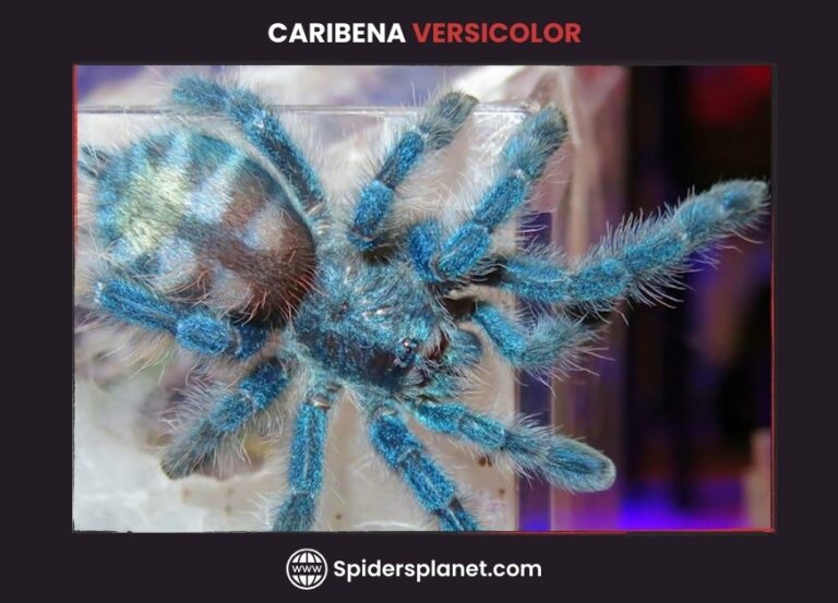 Antilles Pinktoe Tarantula: A Caribbean Jewel That Crawls
