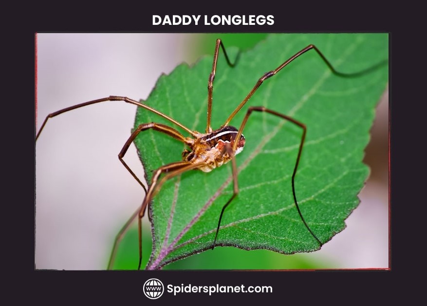 Harvestmen Spiders: Unveiling the Myths and Mysteries | Spiders Planet