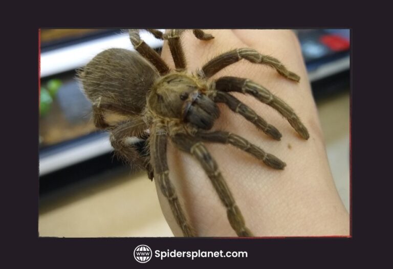 How To Handle Tarantula? Expert Guide With Do's and Don'ts