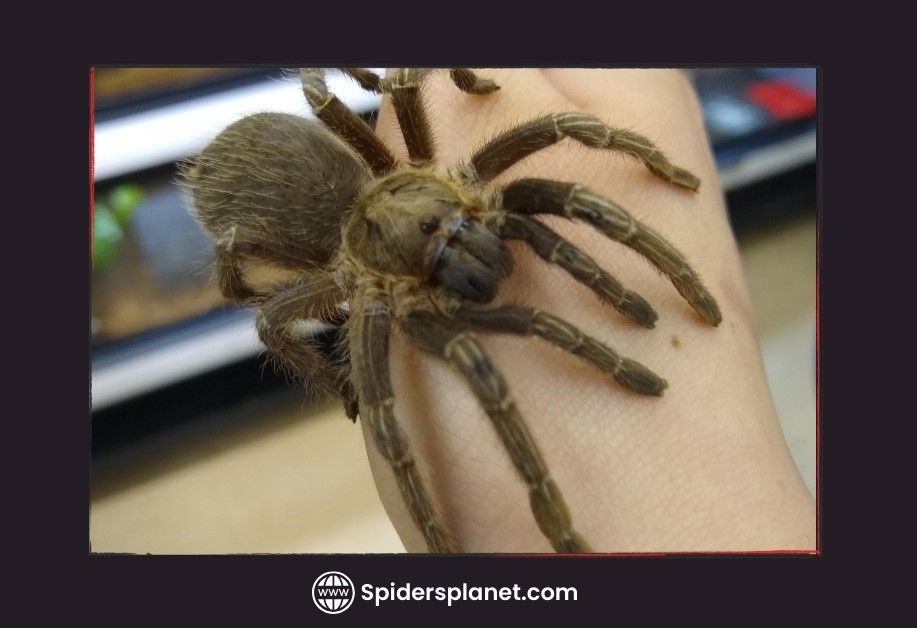 How To Handle Tarantula? Expert Guide With Do's and Don'ts