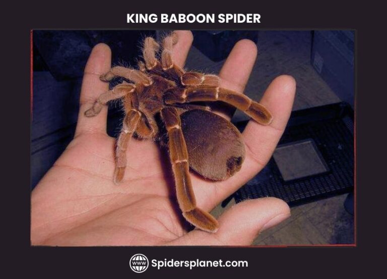 King Baboon Spider: Intro, Habitat, Looks, Diet & Life Cycle