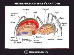 King Baboon Spider: Intro, Habitat, Looks, Diet & Life Cycle
