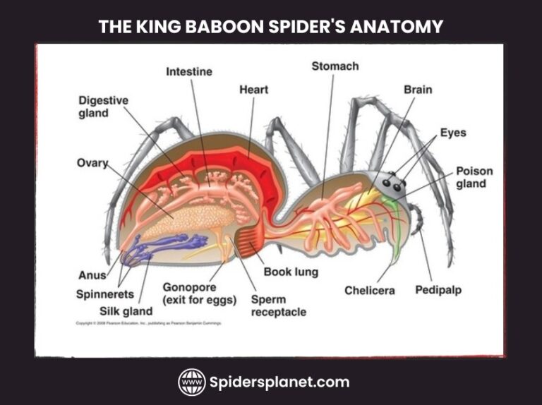 King Baboon Spider: Intro, Habitat, Looks, Diet & Life Cycle