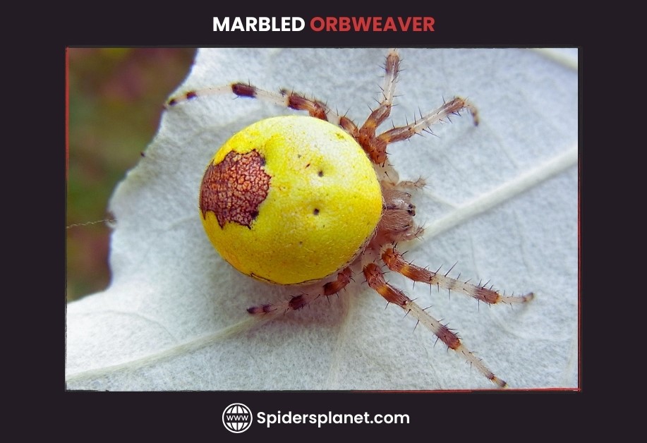 Orange Spiders (Araneus Marmoreus): Behavior, Lifecycle & Facts