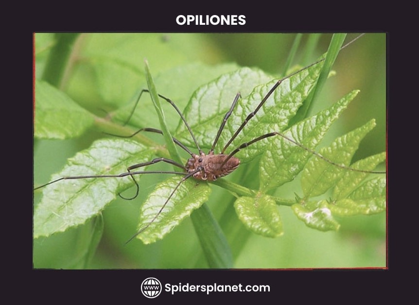 Harvestmen Spiders: Unveiling the Myths and Mysteries | Spiders Planet