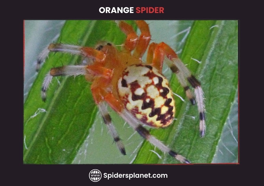 Orange Spiders (Araneus Marmoreus): Behavior, Lifecycle & Facts