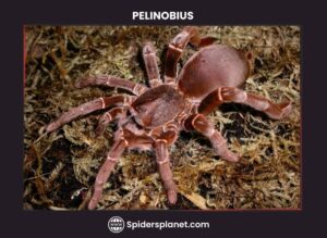 King Baboon Spider: Intro, Habitat, Looks, Diet & Life Cycle