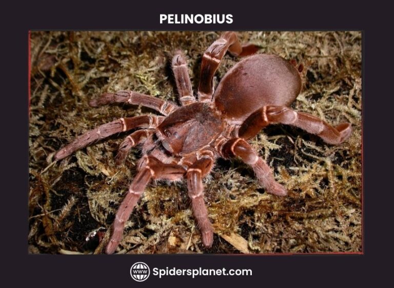 King Baboon Spider: Intro, Habitat, Looks, Diet & Life Cycle