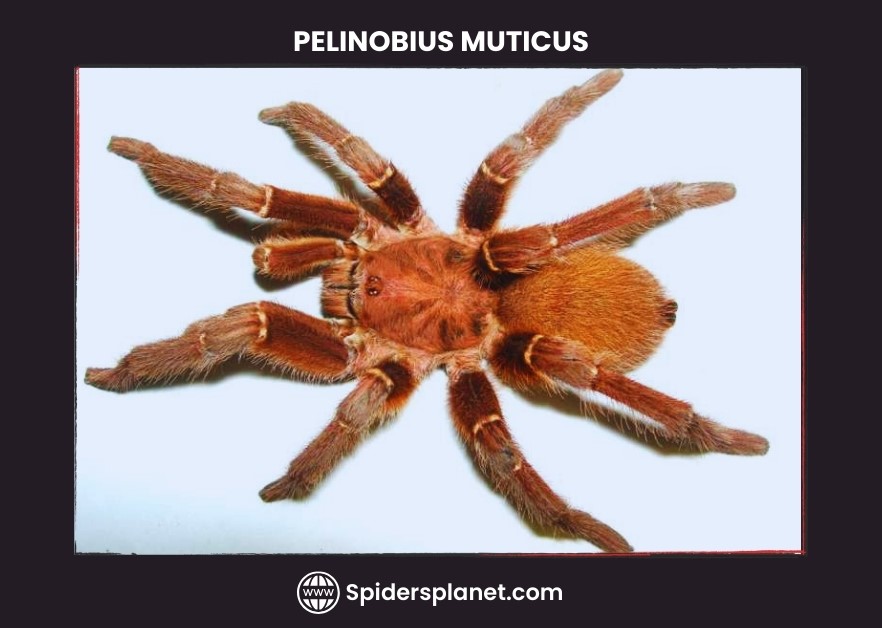 King Baboon Spider: Intro, Habitat, Looks, Diet & Life Cycle