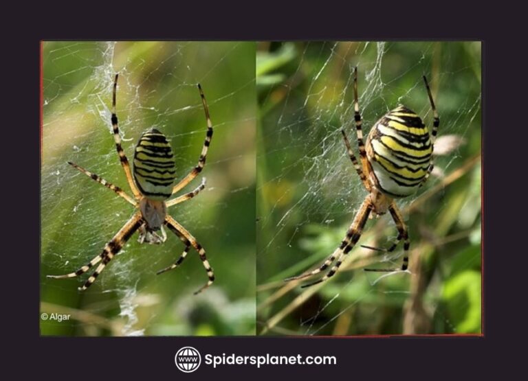 How to tell if a spider is pregnant? Uncover Clues & Behaviors