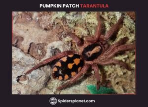 Pumpkin Patch Tarantula (Hapalopus Formosus): Ultimate Advice