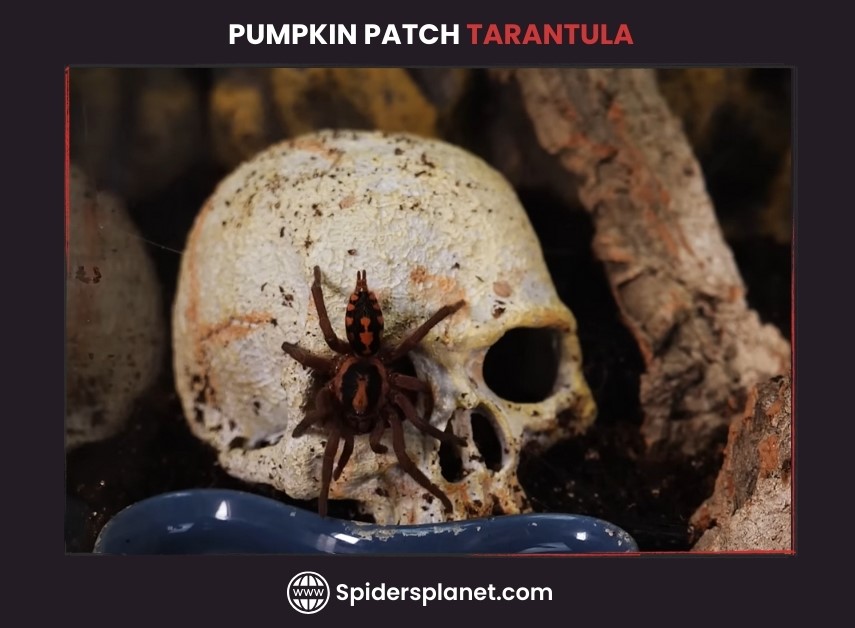 Pumpkin Patch Tarantula (Hapalopus Formosus): Ultimate Advice