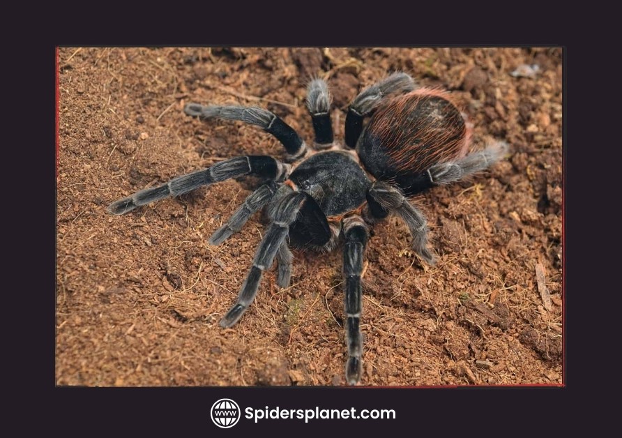 Why Is My Tarantula Not Eating? All Possible Reasons