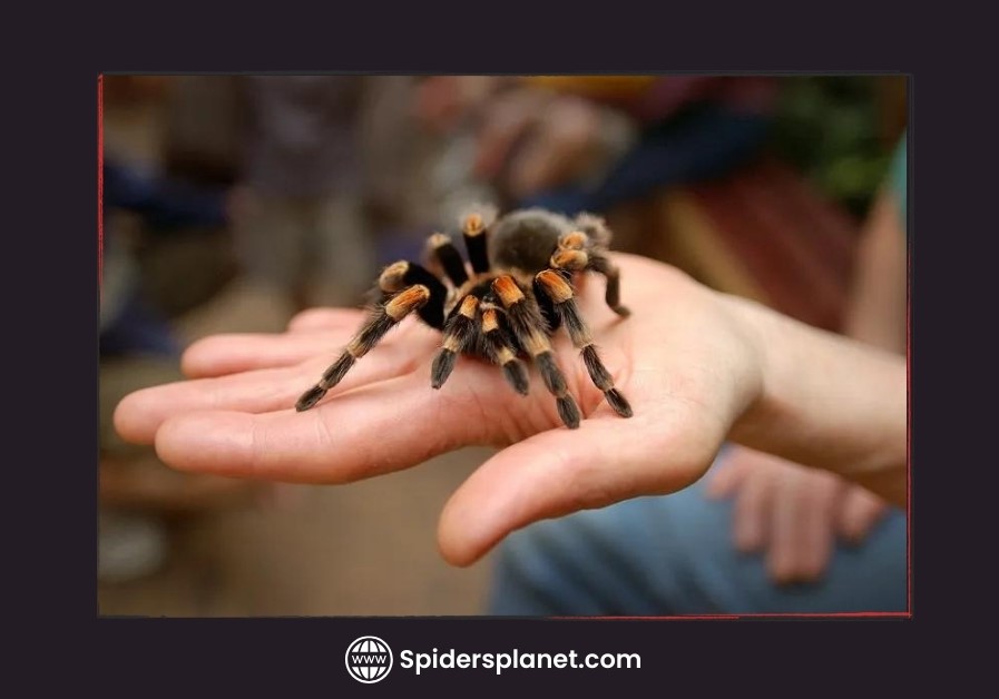 How To Handle Tarantula? Expert Guide With Do's and Don'ts