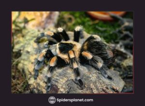 Why Is My Tarantula Not Eating? All Possible Reasons