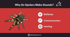 Do Spiders Make Noise? Know the Secret Language of Spiders