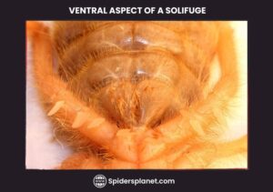 How Fast Can a Camel Spider Run? | Spiders Planet