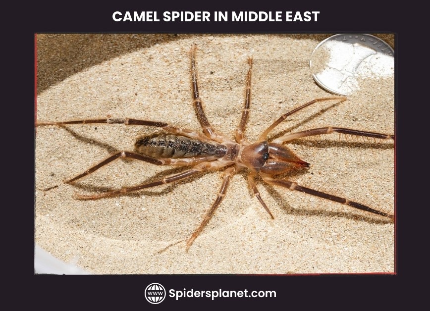 How Fast Can a Camel Spider Run? | Spiders Planet