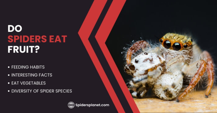 Can (And Do) Spiders Eat Human Food? | Spiders Planet