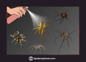 Does Hairspray Kill Spiders? | Spiders Planet