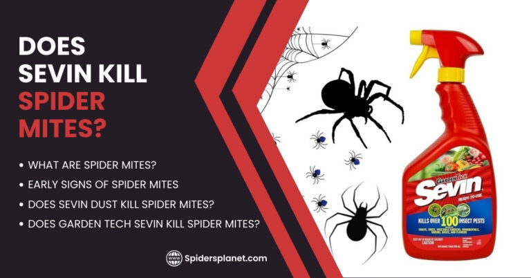 Do Spiders Make Noise? Know the Secret Language of Spiders