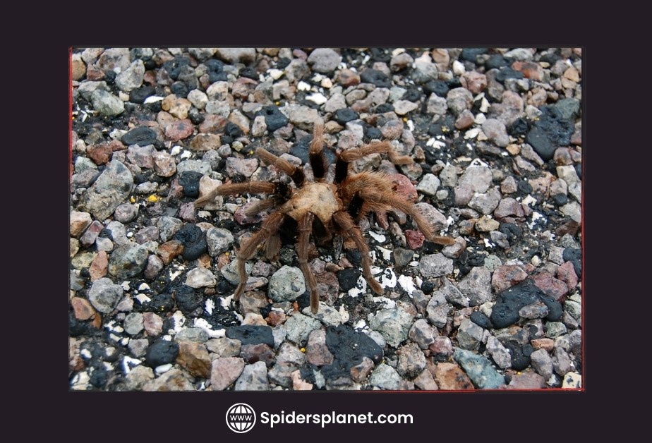 What Happens If You Drop A Tarantula? | Spiders Planet