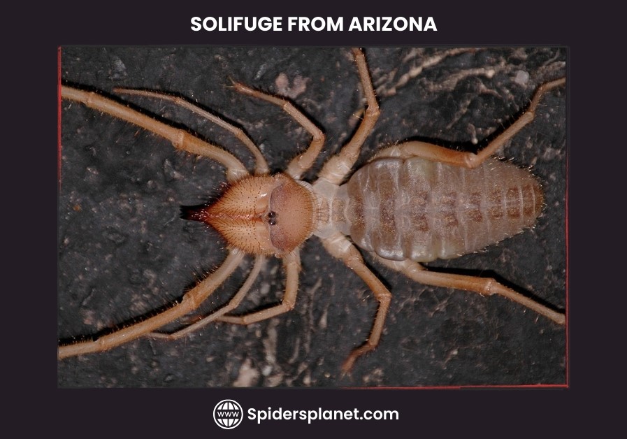 How Fast Can a Camel Spider Run? | Spiders Planet