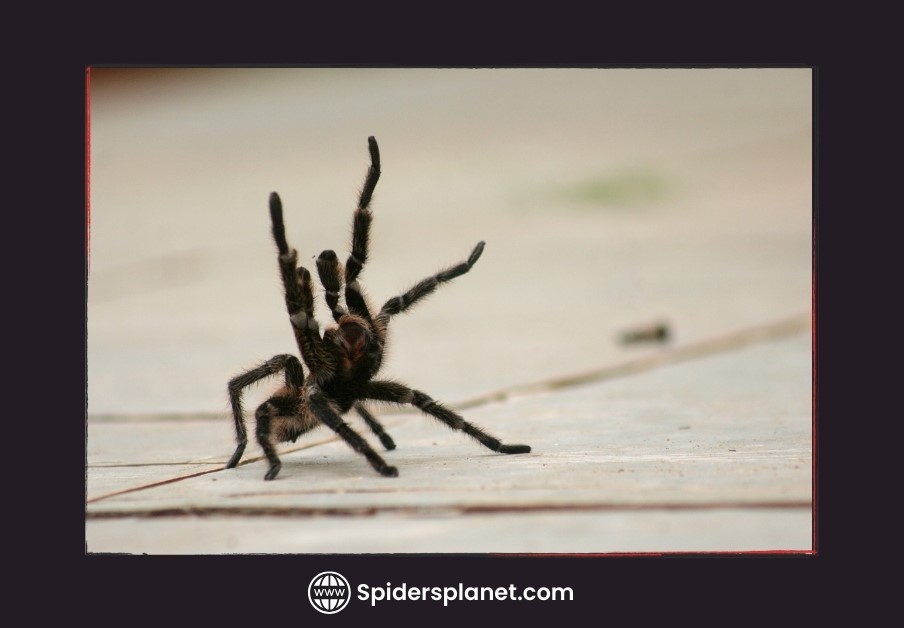 What Happens If You Drop A Tarantula? | Spiders Planet