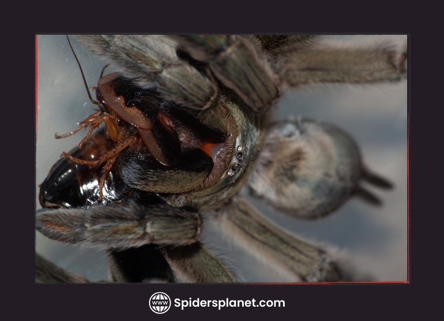 Do Tarantulas Eat Their Molt? | Spiders Planet