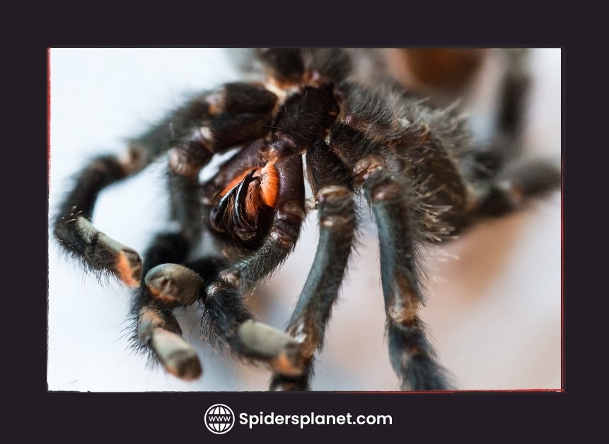 Do Tarantulas Eat Their Molt? | Spiders Planet