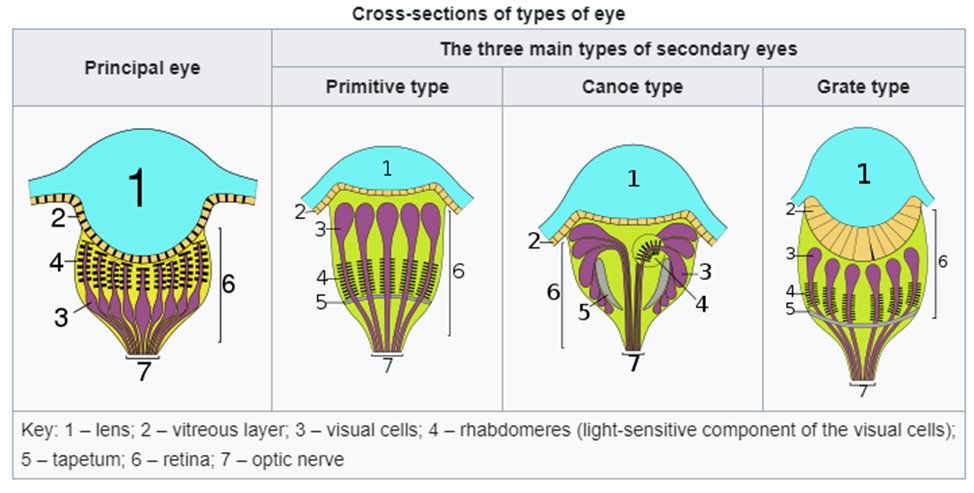 Why Do Spiders Have 8 Eyes? | Spiders Planet